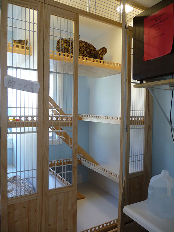 Cat Boarding | Williamstown, Franklinville, Sewell NJ