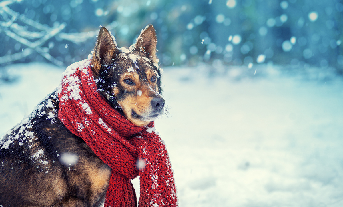 3 Winter Safety Tips for Your Pets - Halo House Animal Resort